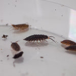 Woodlouse Care | Darwin Biological