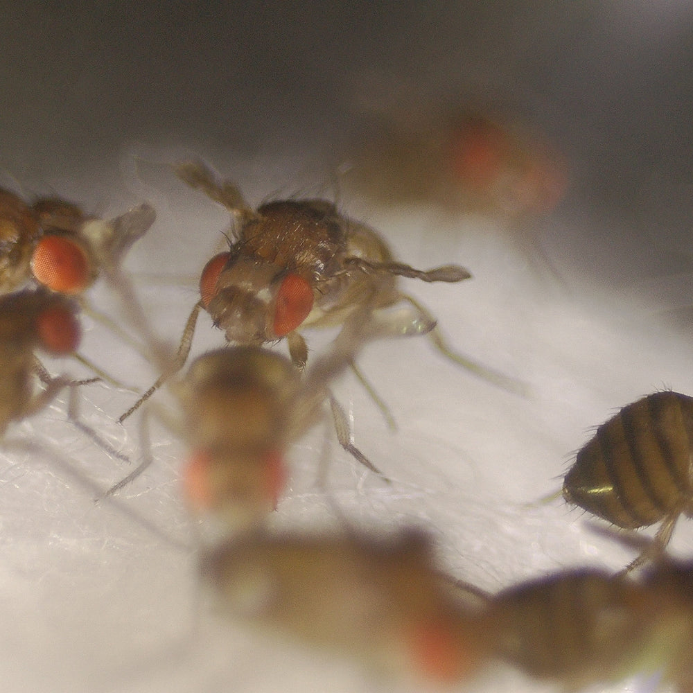 Darwin Biological | Educational Specimens and Equipment