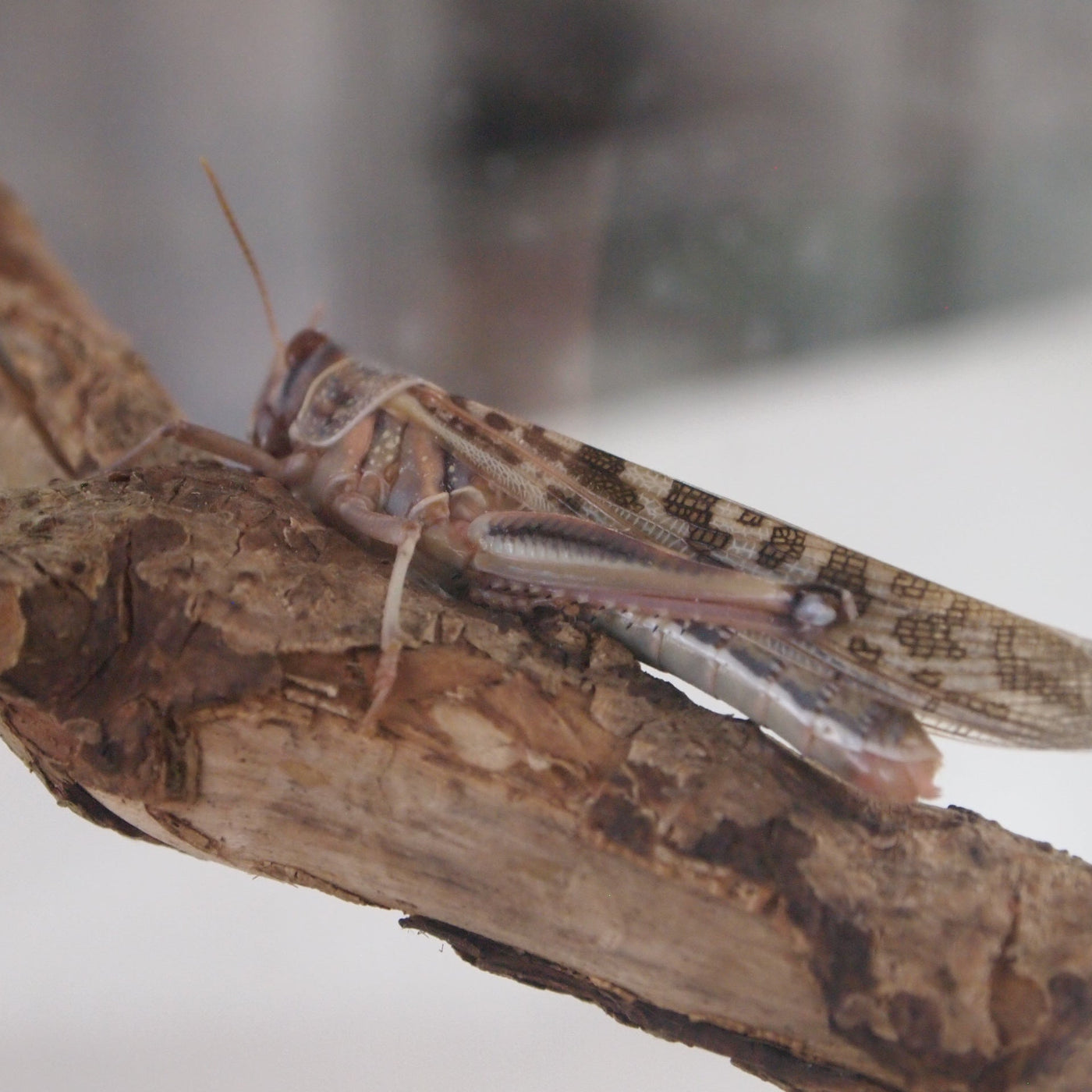 Collections – Darwin Biological