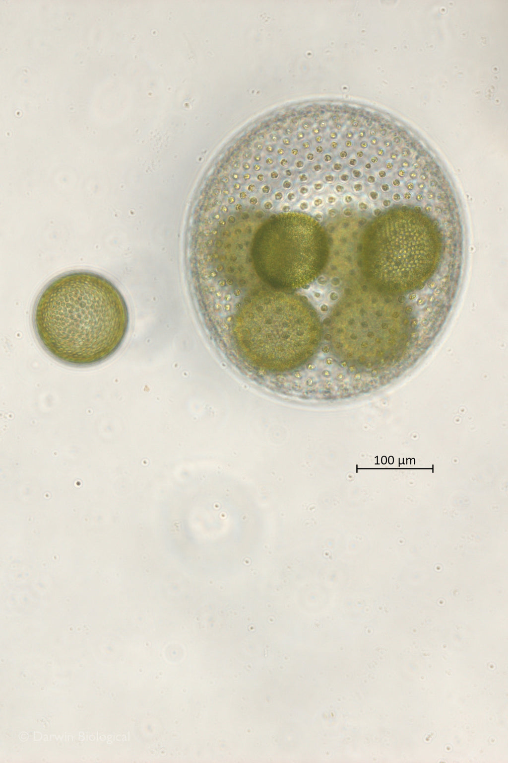 Volvox aureus | Biology Supplies - Darwin Biological