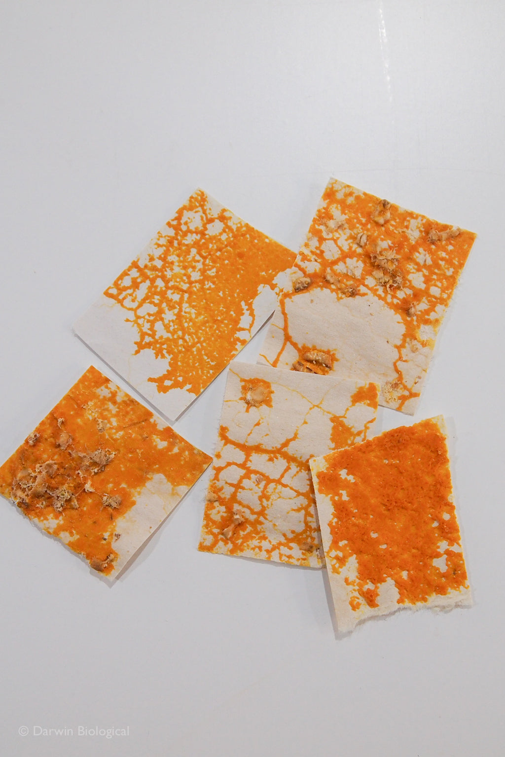 Slime Mould | Physarum polycephalum | Biology Supplies - Darwin Biological