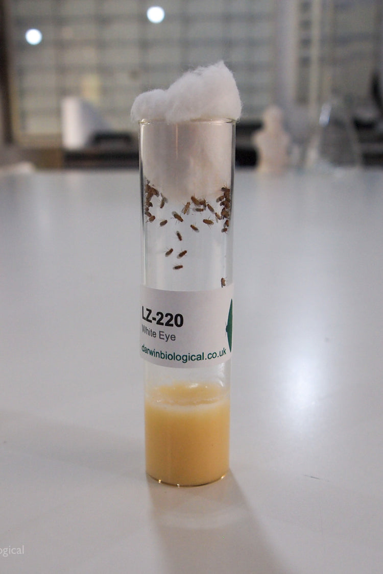 Drosophila (Fruit Flies) | Darwin Biological