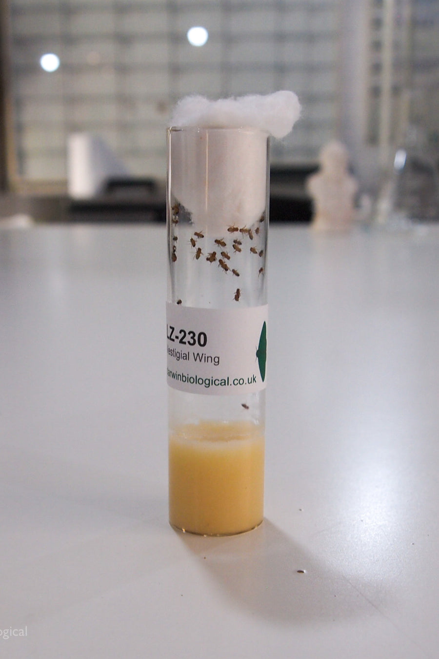 Drosophila (Fruit Flies) | Darwin Biological