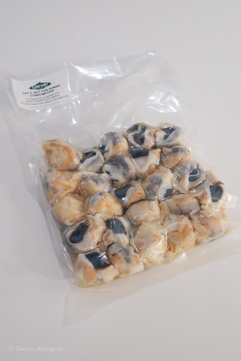 Preserved Sheep Eyes | Biology Supplies - Darwin Biological