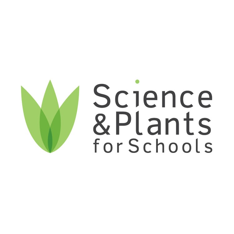 Preserved Sheep Brain | Biology Supplies - Darwin Biological