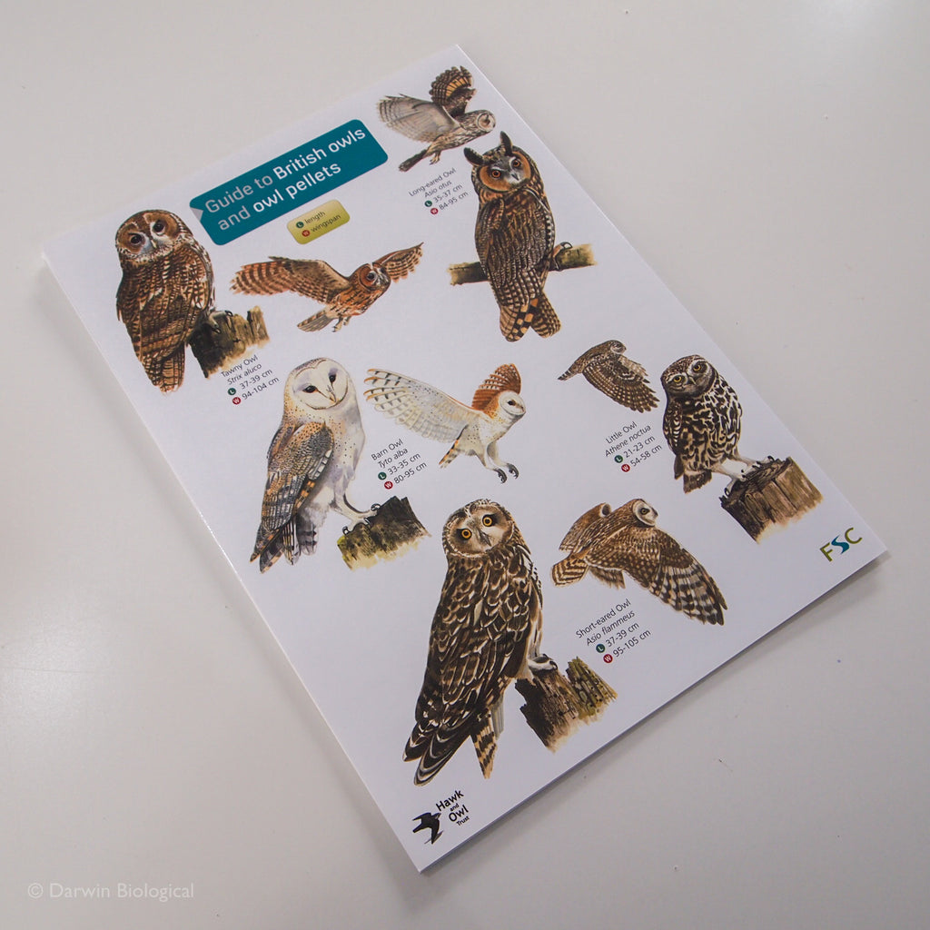 Owl & Owl Pellet Folding Guide – Darwin Biological