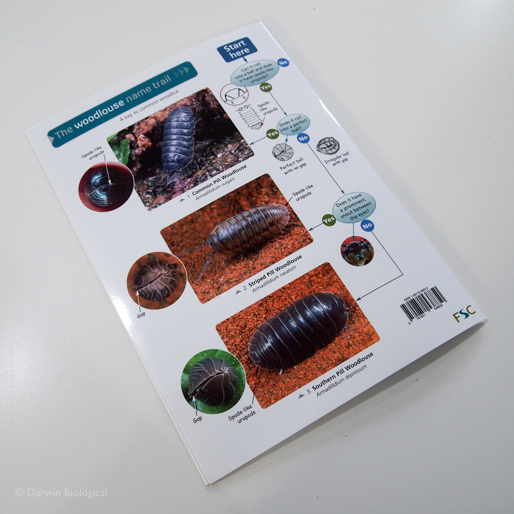 Woodlouse Folding Guide – Darwin Biological