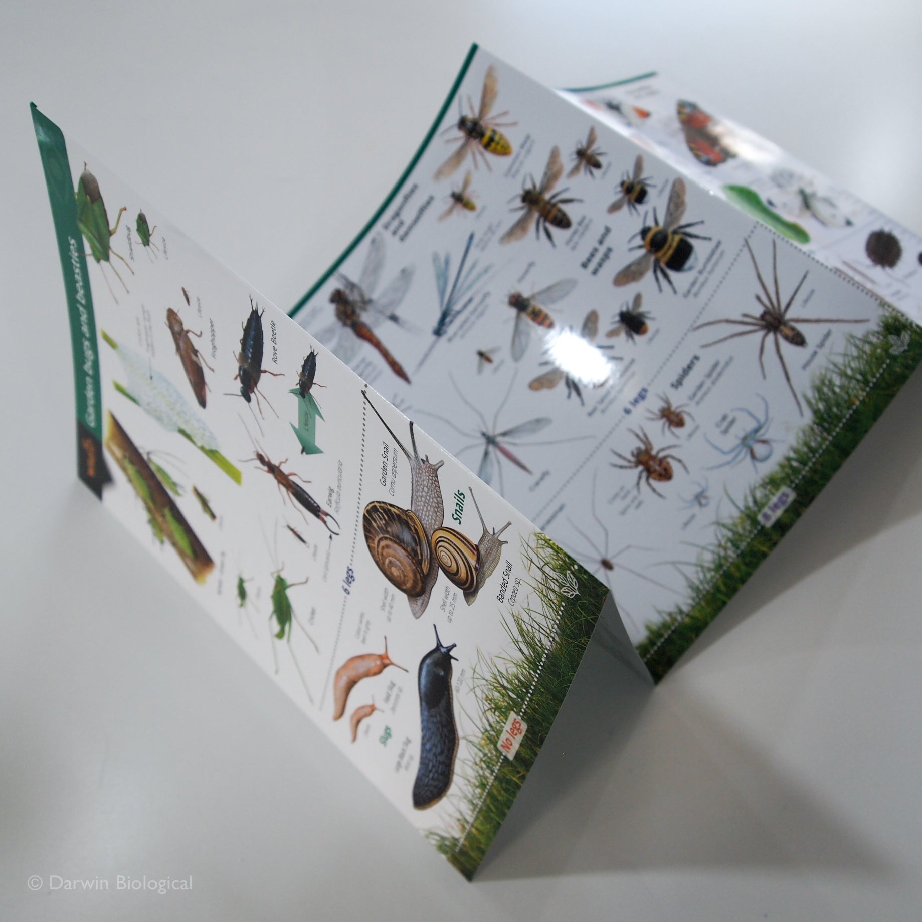 Garden Bugs & Beasties Folding Guide – Darwin Biological