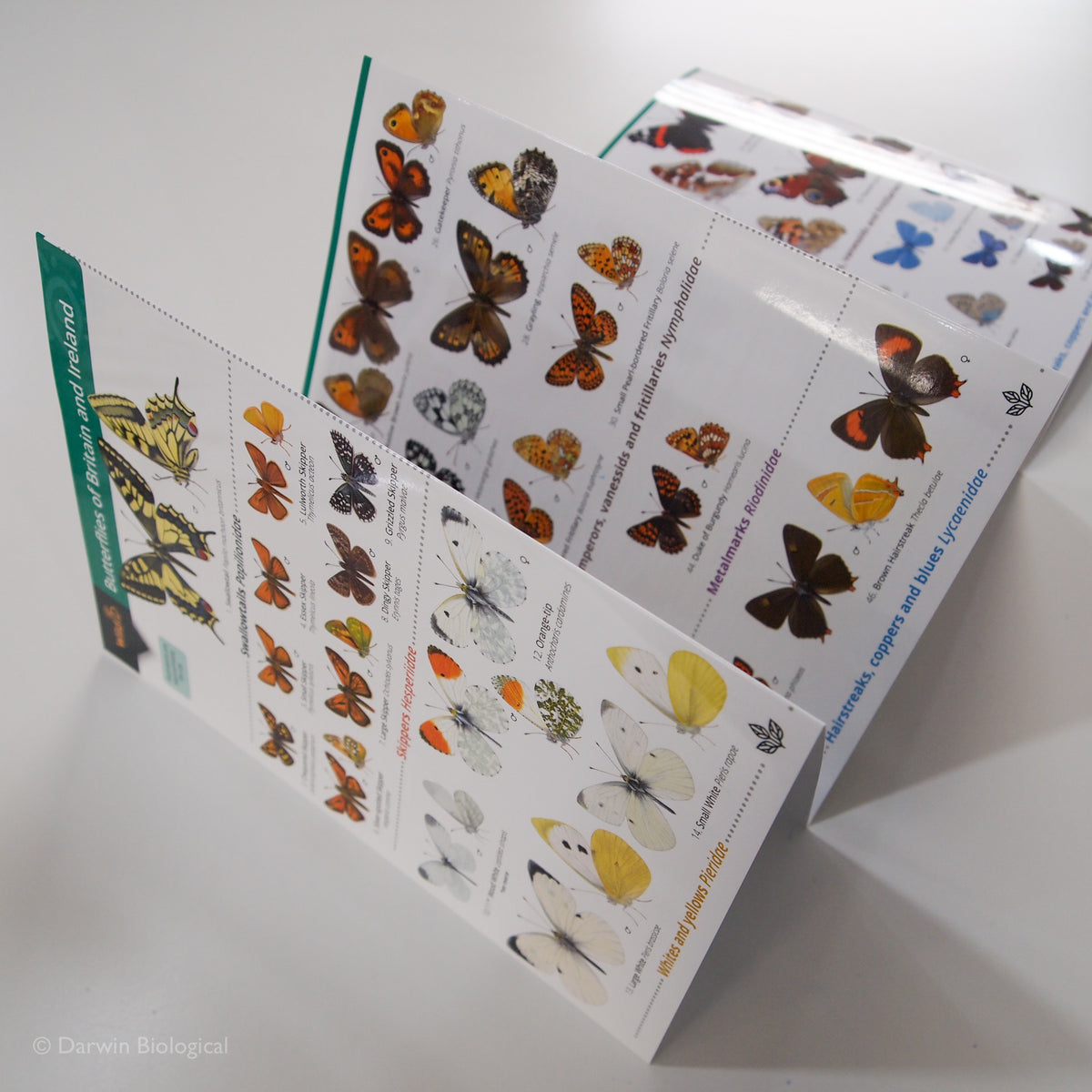 Butterflies Folding Guide – Darwin Biological