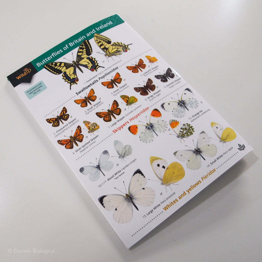 Butterflies Folding Guide – Darwin Biological