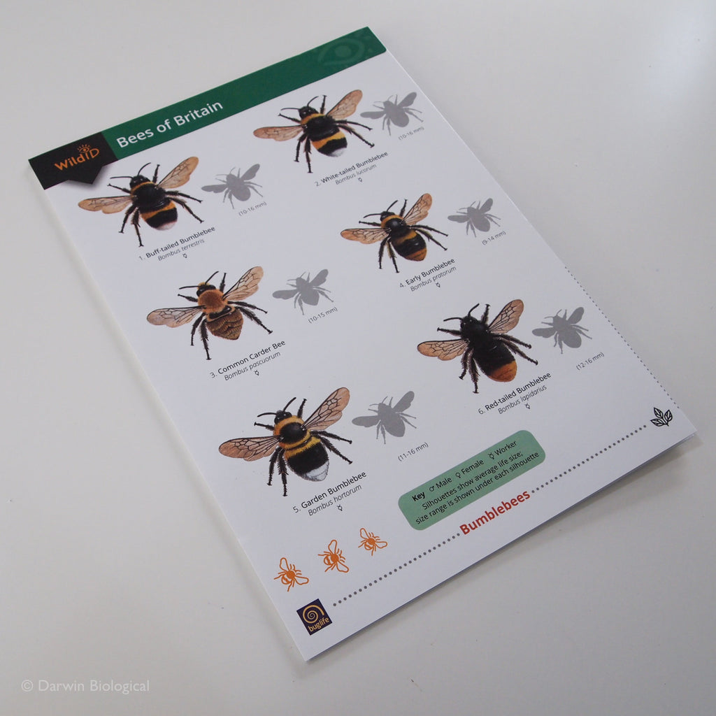 Bees Folding Guide – Darwin Biological