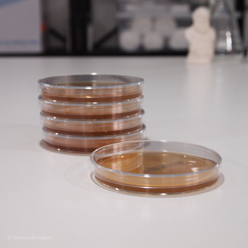 Malt Extract Agar In Petri Dishes | Biology Supplies - Darwin Biological