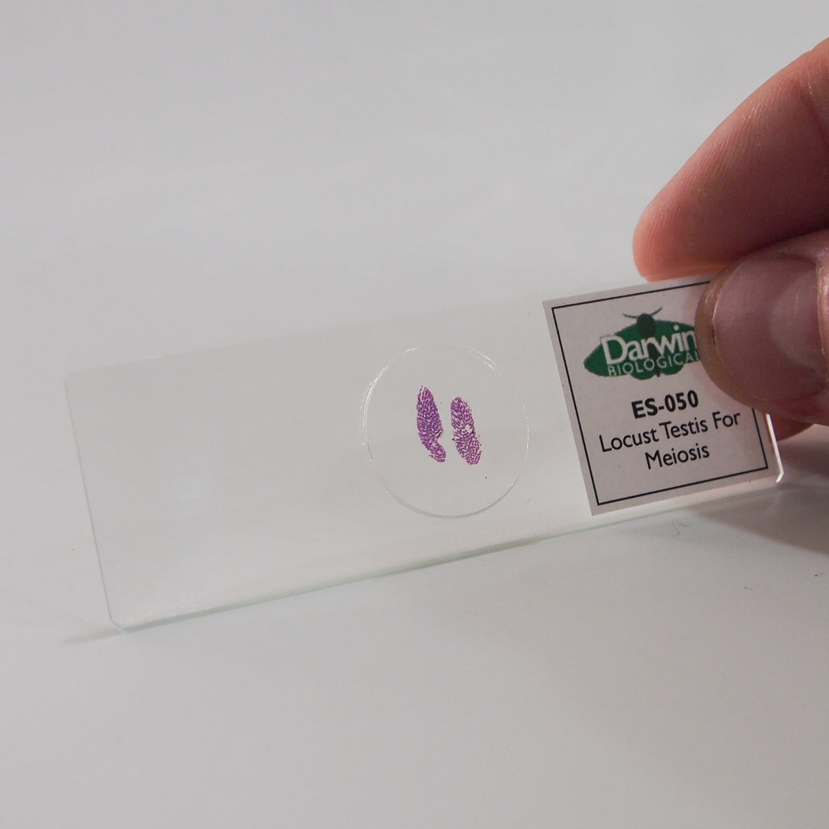 Locust Testis For Meiosis Slide | Biology Supplies - Darwin Biological