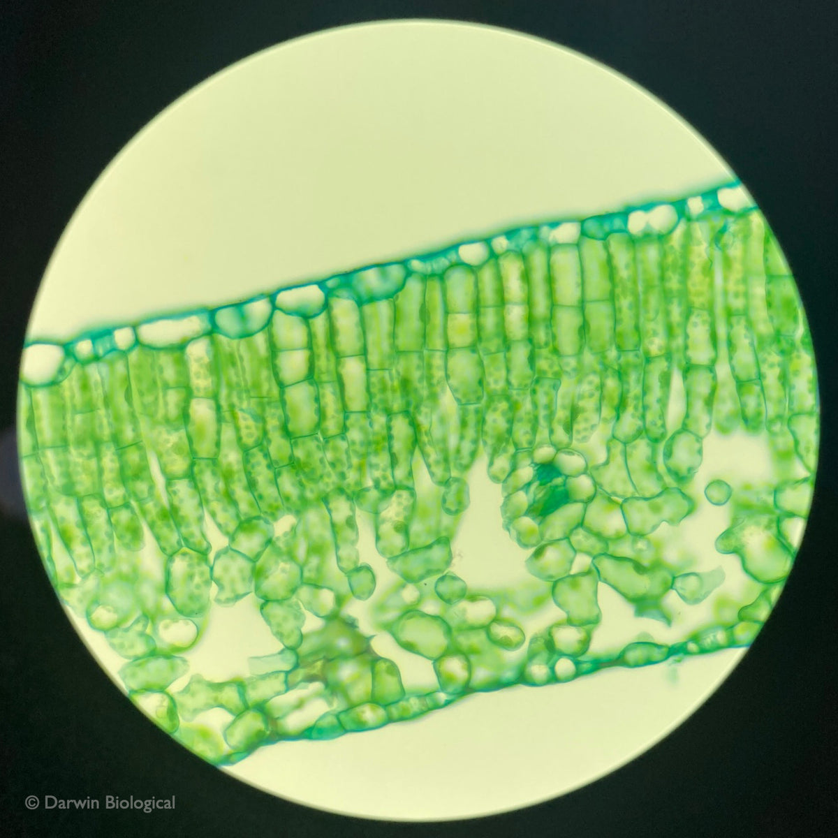 Ligustrum (Privet) Leaf TS Slide | Biology Supplies - Darwin Biological
