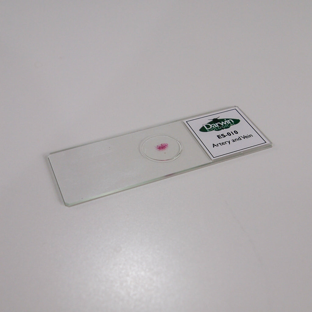 Artery And Vein Slide | Biology Supplies - Darwin Biological