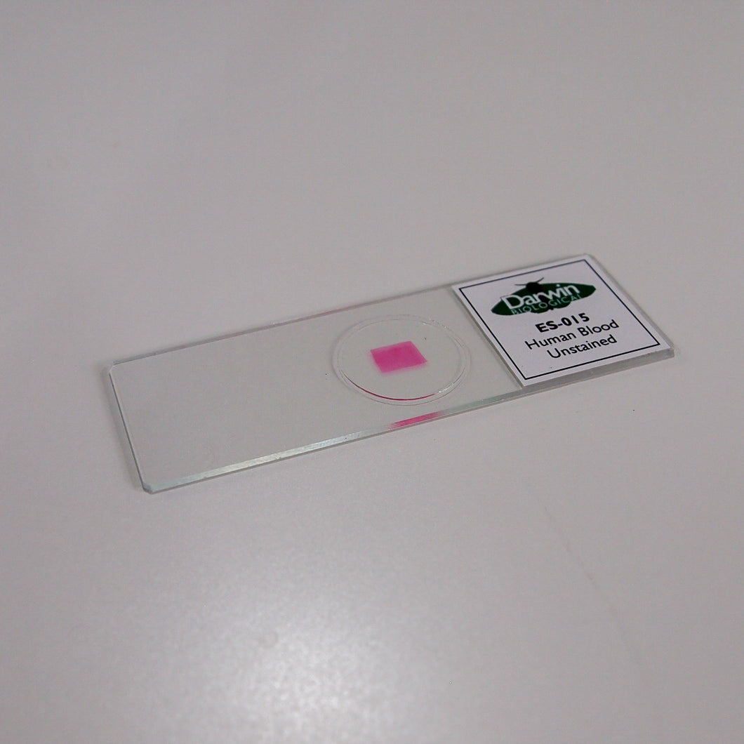 Human Blood Unstained Slide | Biology Supplies - Darwin Biological