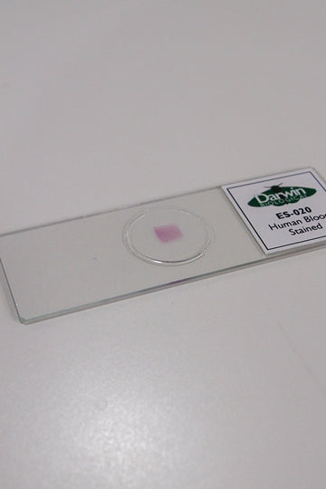 Prepared Slides | Darwin Biological