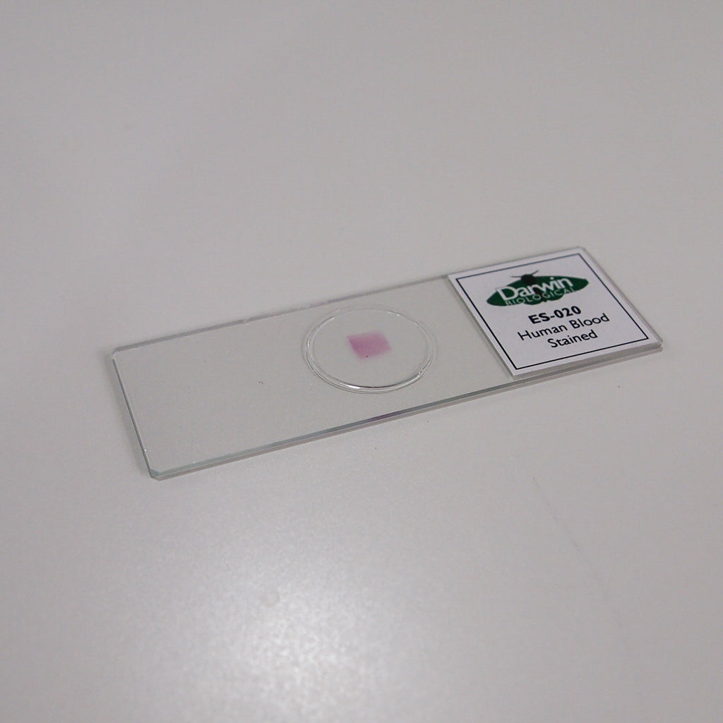 Human Blood Stained Slide | Biology Supplies - Darwin Biological
