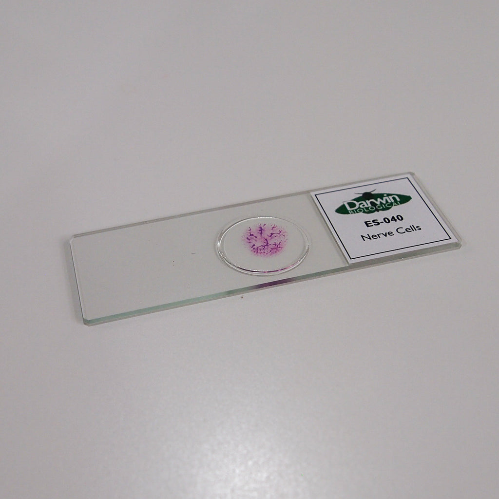 Nerve Cells Slide | Biology Supplies - Darwin Biological