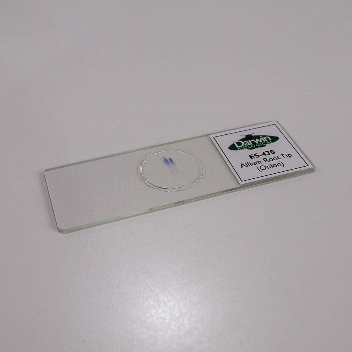 Allium Root Tip (Onion) Slide | Biology Supplies - Darwin Biological