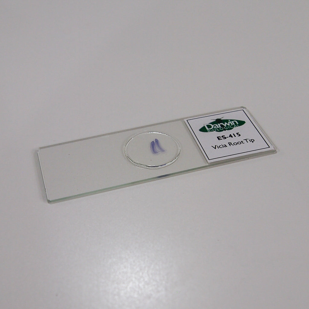 Vicia Root Tip Slide | Biology Supplies - Darwin Biological