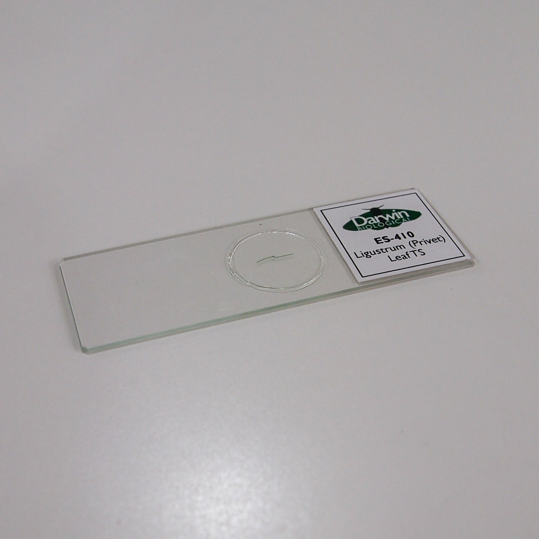 Ligustrum (Privet) Leaf TS Slide | Biology Supplies - Darwin Biological