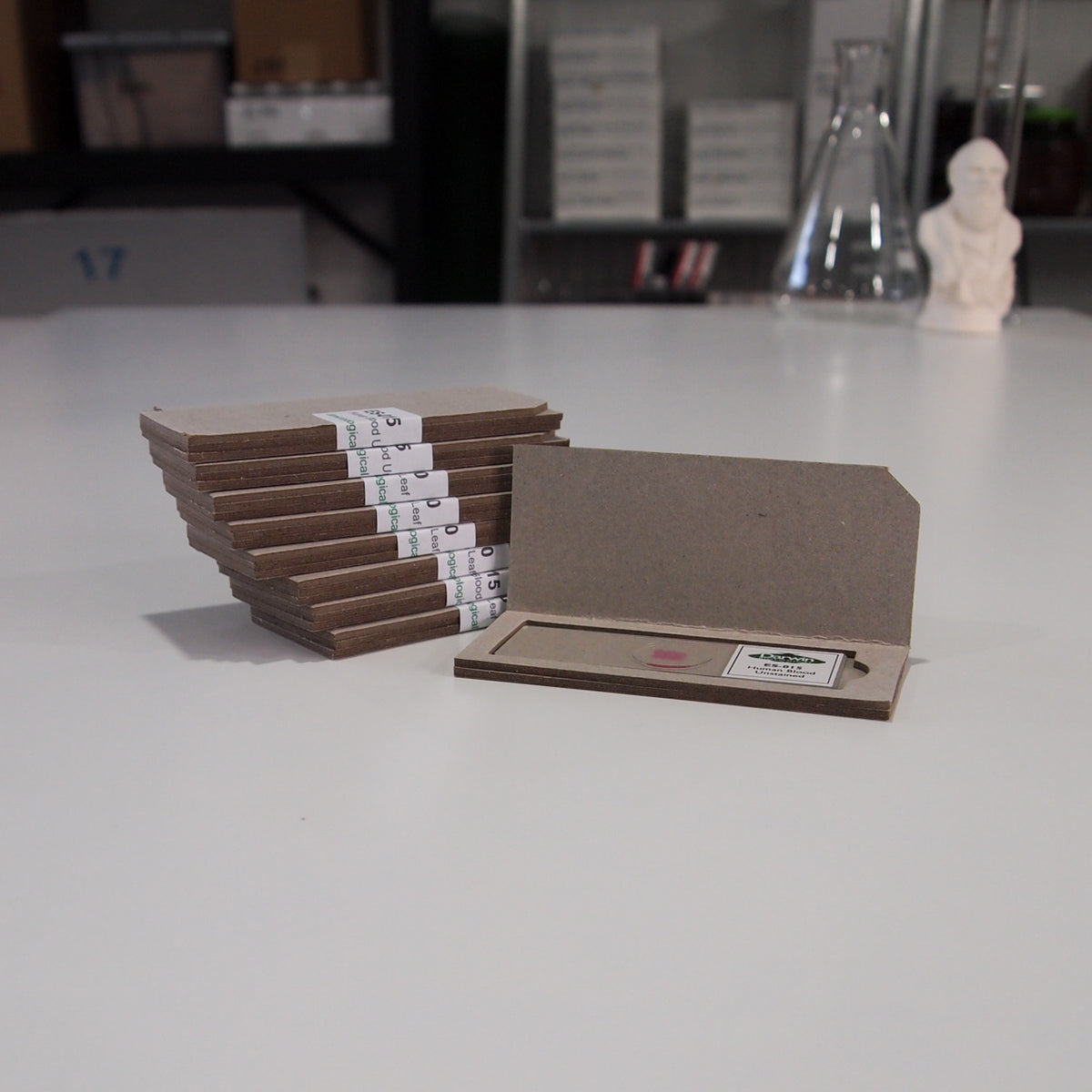 Locust Testis For Meiosis Slide | Biology Supplies - Darwin Biological