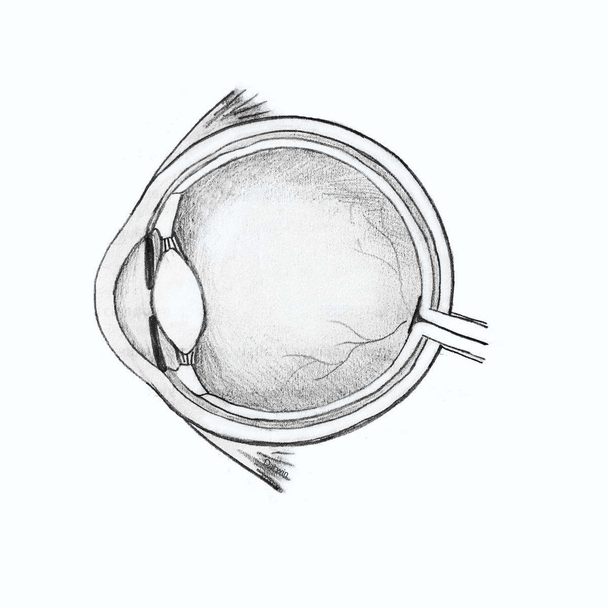 Frozen Sheep Eyes | Biology Supplies - Darwin Biological
