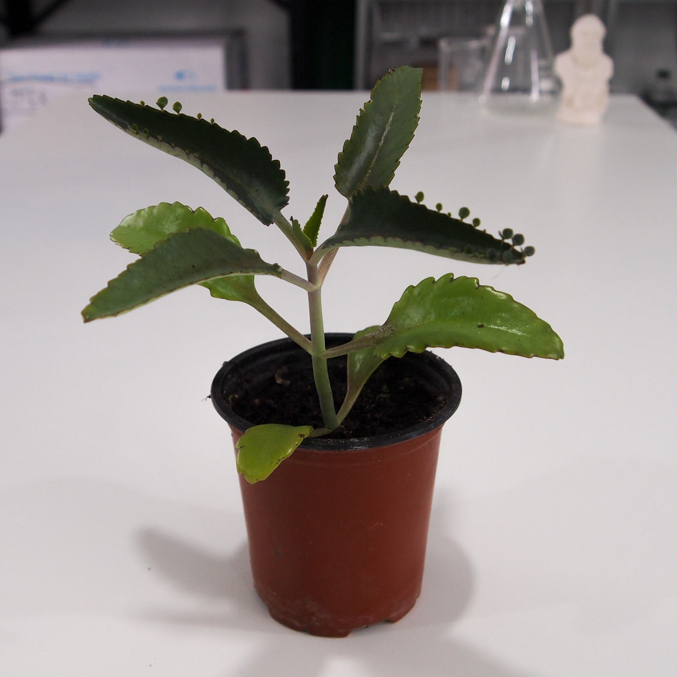 Mexican Hat Plant | Biology Supplies - Darwin Biological