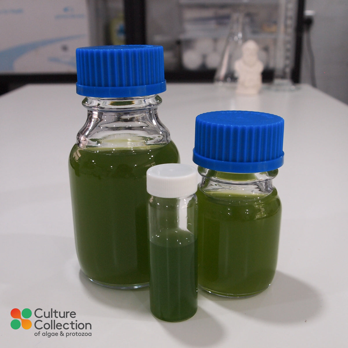 Chlorella vulgaris | Biology Supplies - Darwin Biological