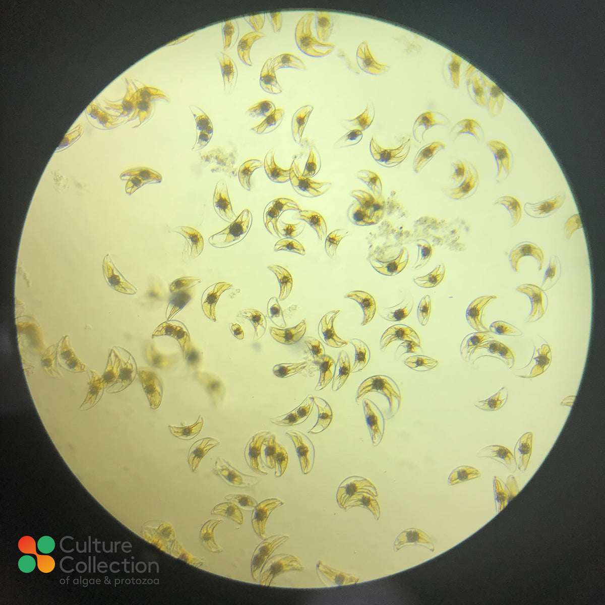 Pyrocystis lunula | Biology Supplies - Darwin Biological