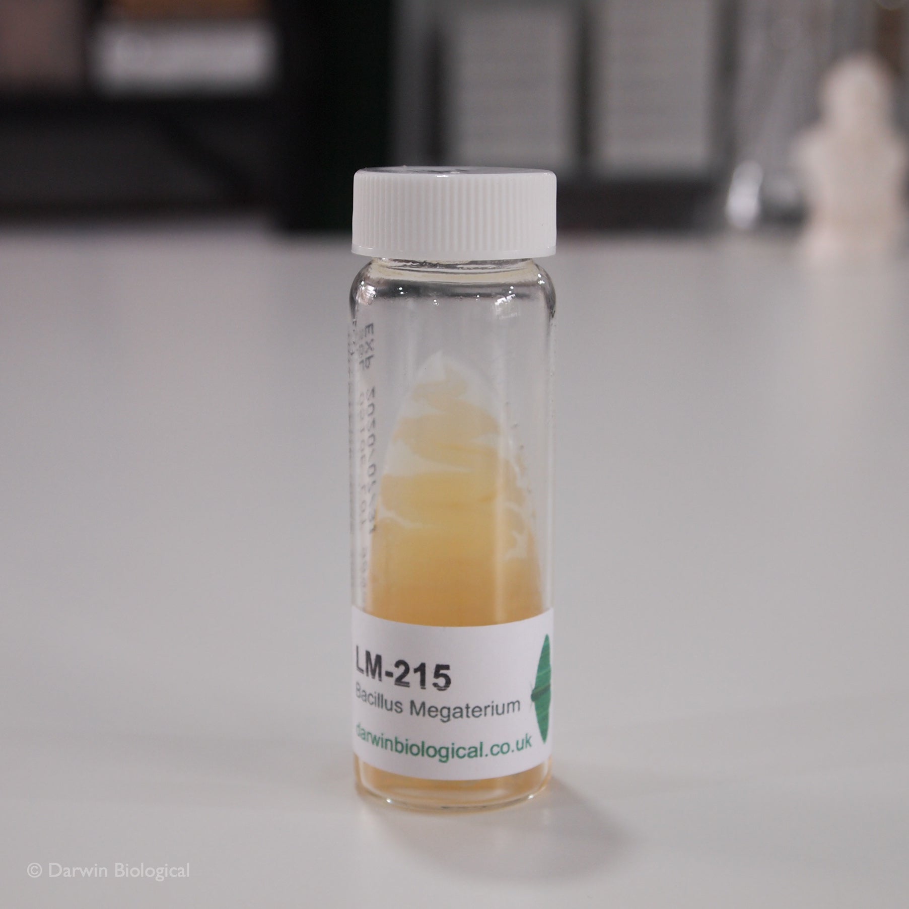 Bacillus Megaterium - Live | Biology Supplies - Darwin Biological