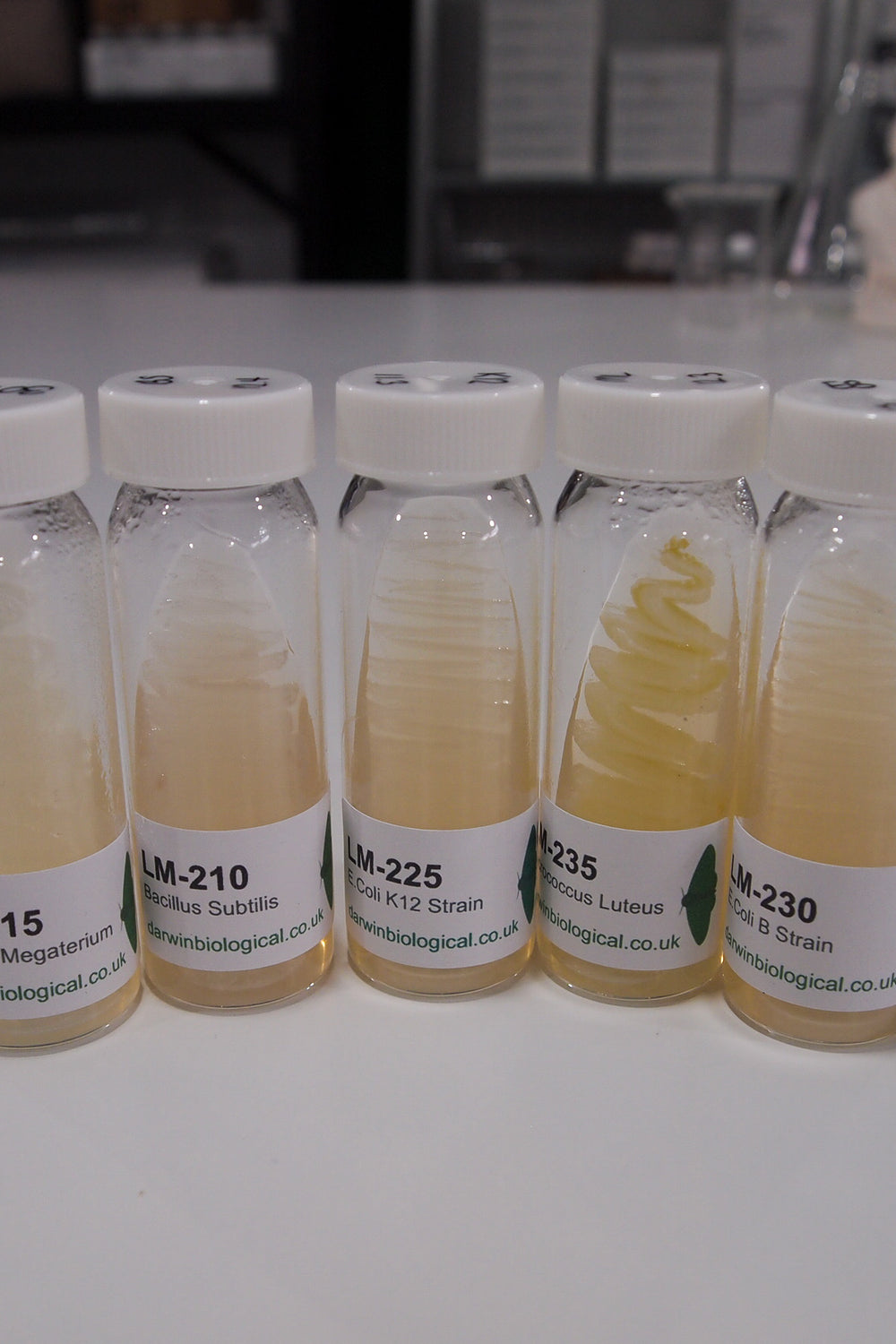 Bacteria Cultures | Darwin Biological