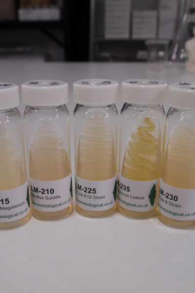 Bacteria Cultures | Darwin Biological