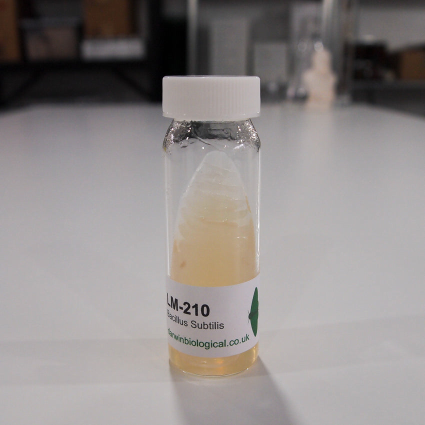 Bacillus Subtilis - Live | Biology Supplies - Darwin Biological
