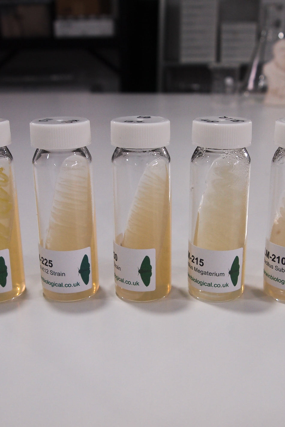 Bacteria Cultures | Darwin Biological