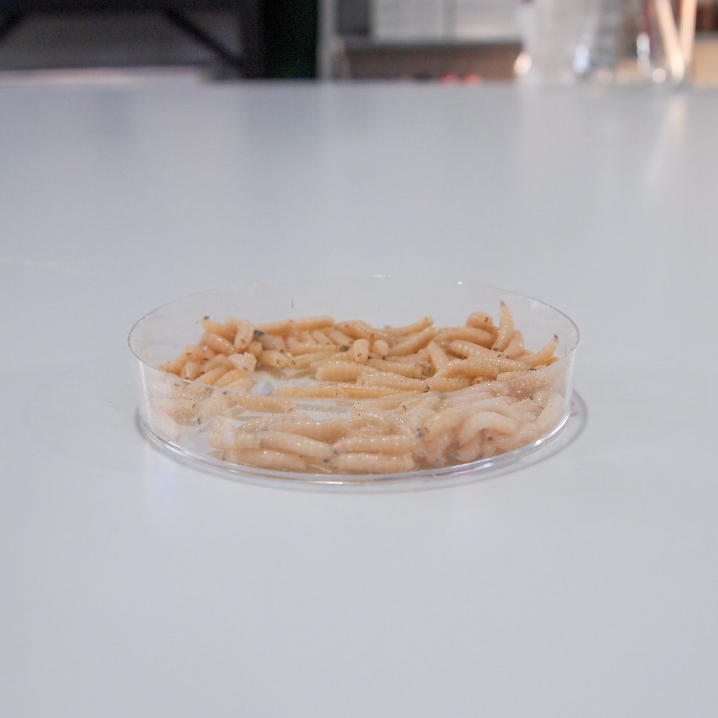 Maggots | Biology Supplies - Darwin Biological