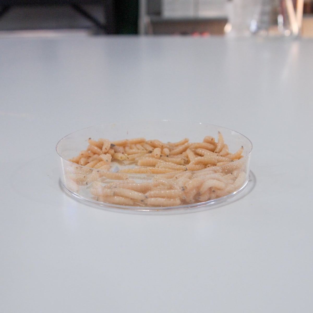 Maggots | Biology Supplies - Darwin Biological