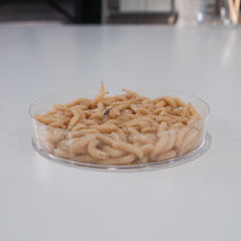 Maggots | Biology Supplies - Darwin Biological