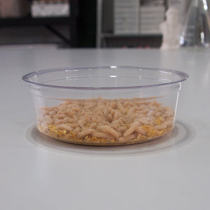 Maggots | Biology Supplies - Darwin Biological