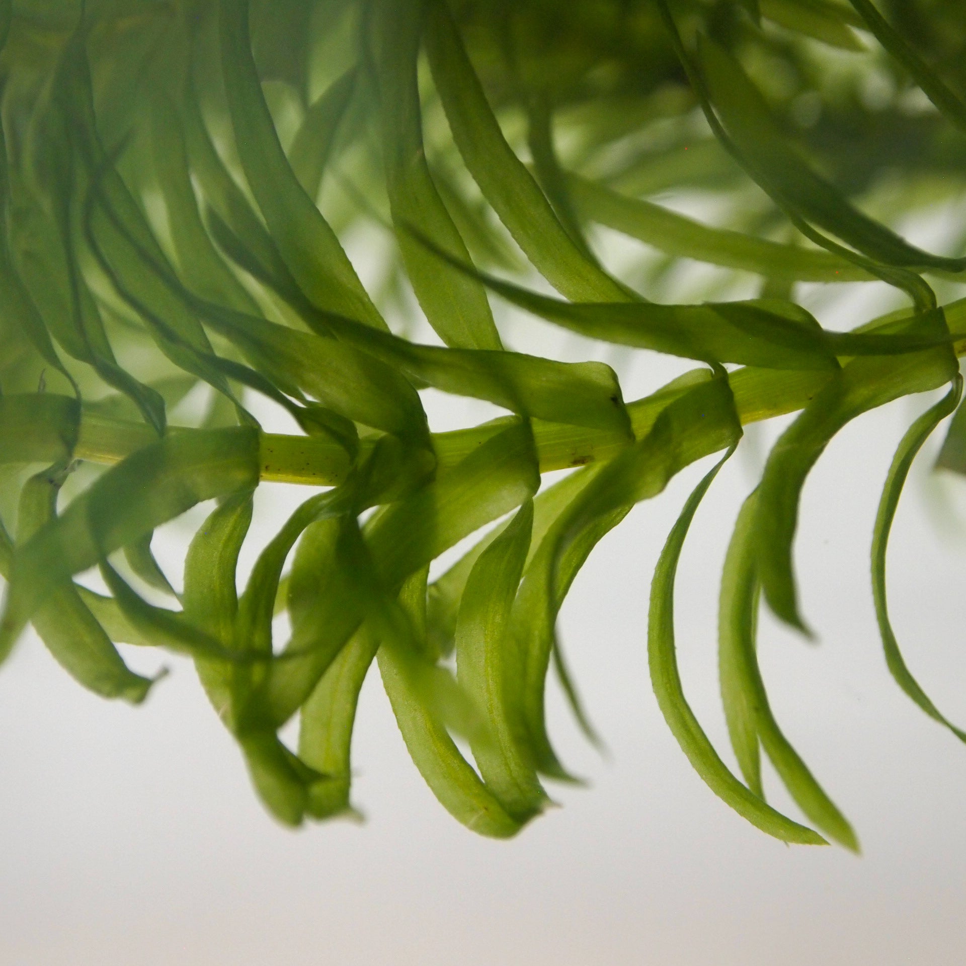 Elodea (Pond Weed) | Biology Supplies - Darwin Biological