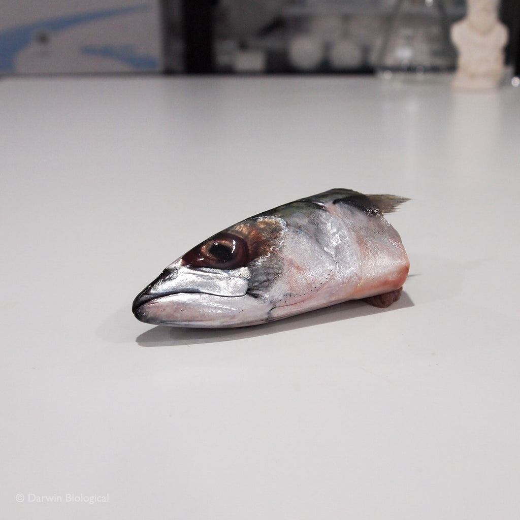 Frozen Fish Head | Darwin Biological
