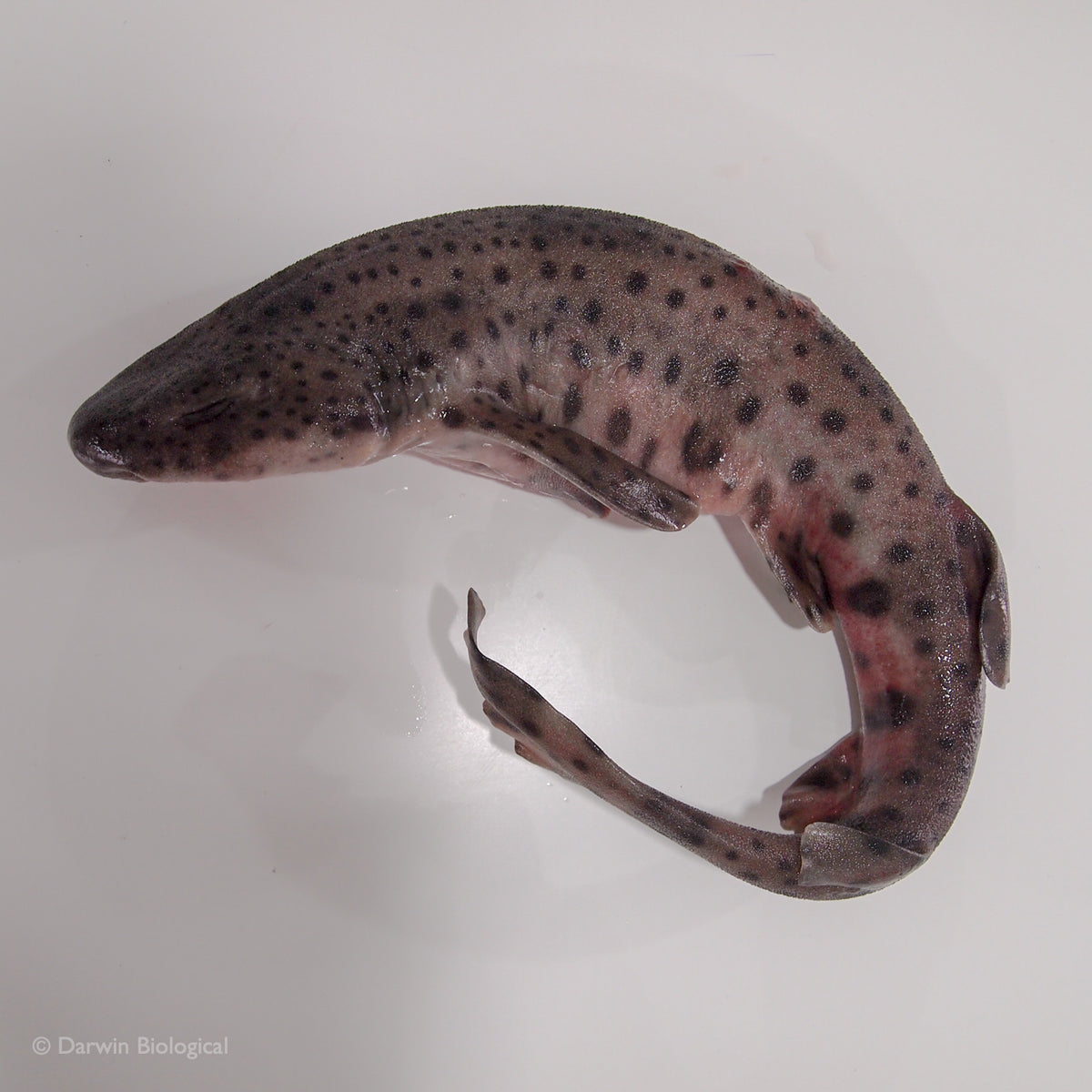 Frozen Dogfish | Darwin Biological