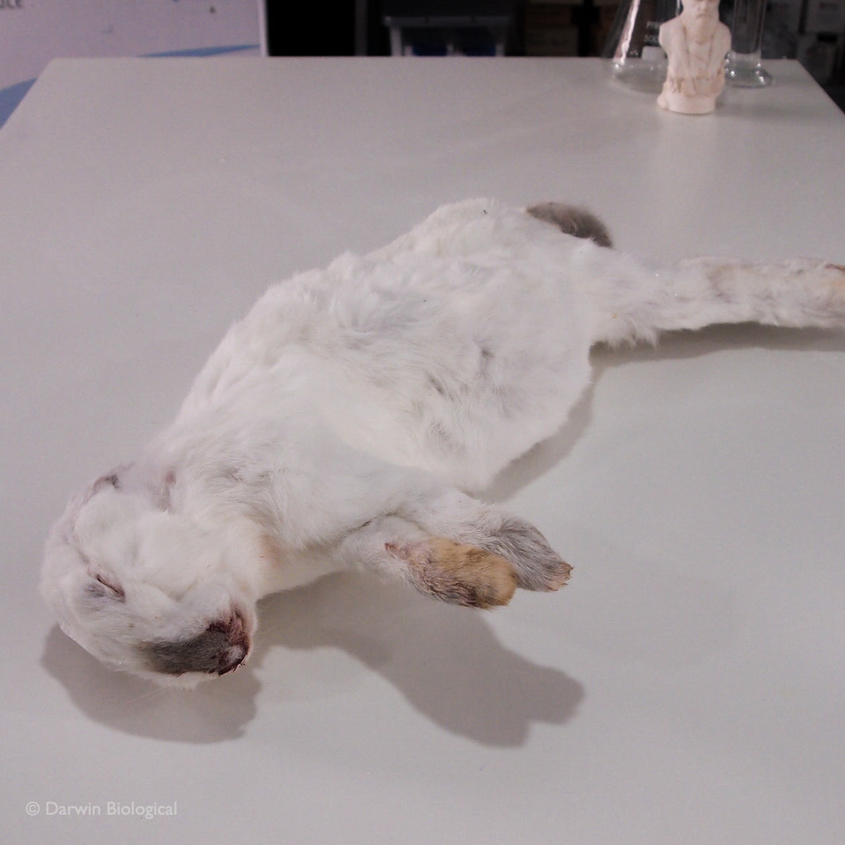 Frozen Rabbit | Biology Supplies - Darwin Biological