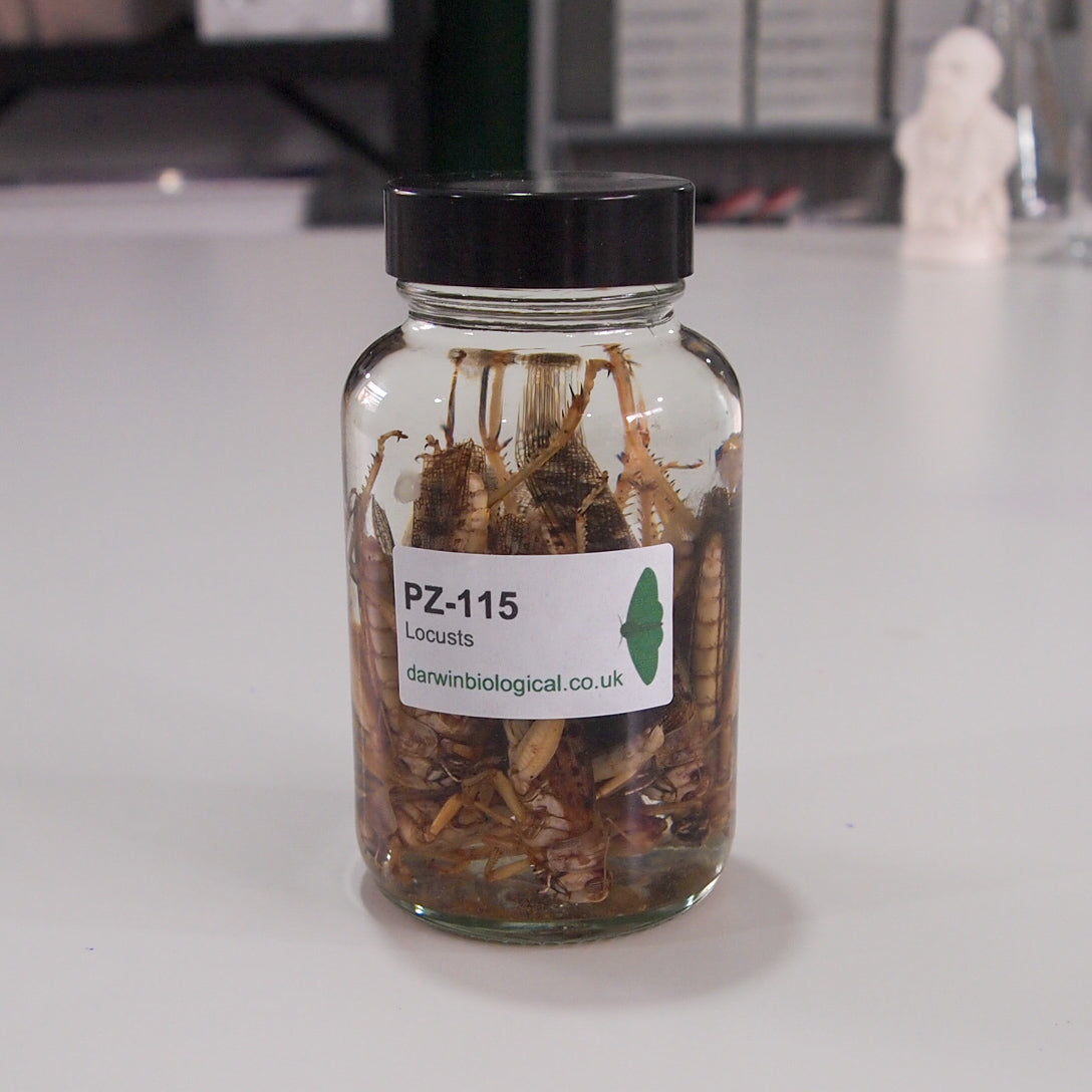Preserved Locusts | Biology Supplies - Darwin Biological