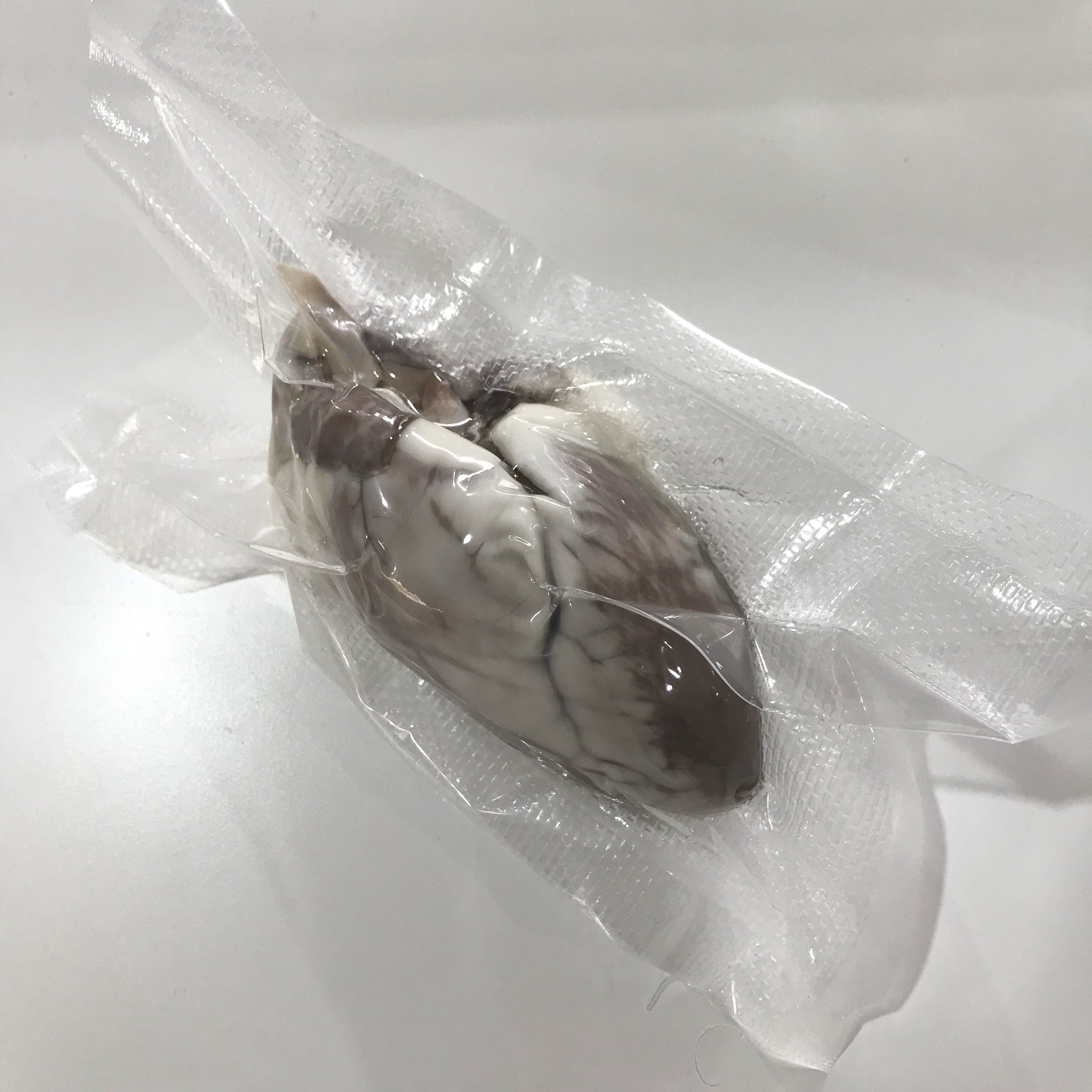 Preserved Sheep Heart | Biology Supplies - Darwin Biological